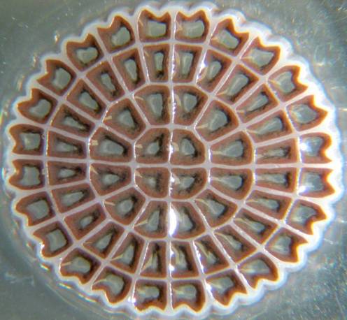 Procesos avanzados de eliminación de nitrógeno: Anita Mox con ...